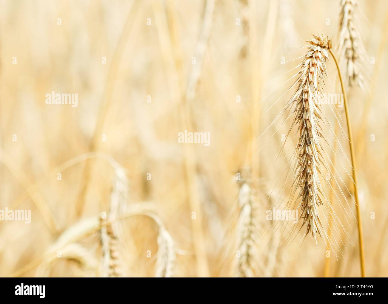 Dry ripe rye spicas of meadow field. Rural scenery, natural background ...