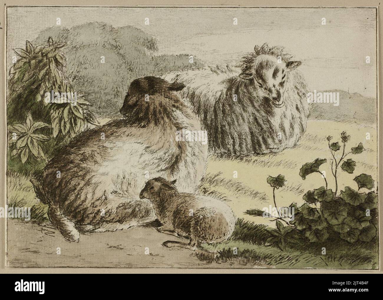 Twee schapen hi-res stock photography and images - Alamy