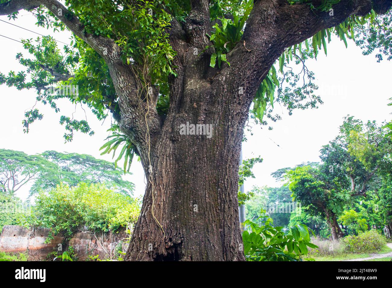 the biggest tree in the forest with a greenery view Stock Photo - Alamy