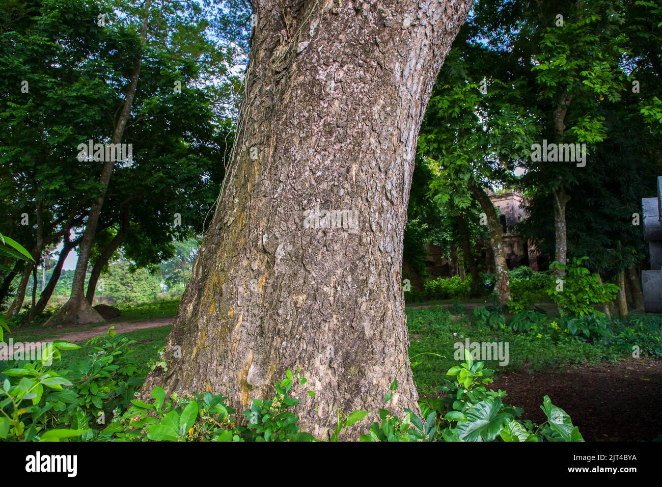 Biggest tree hi-res stock photography and images - Alamy
