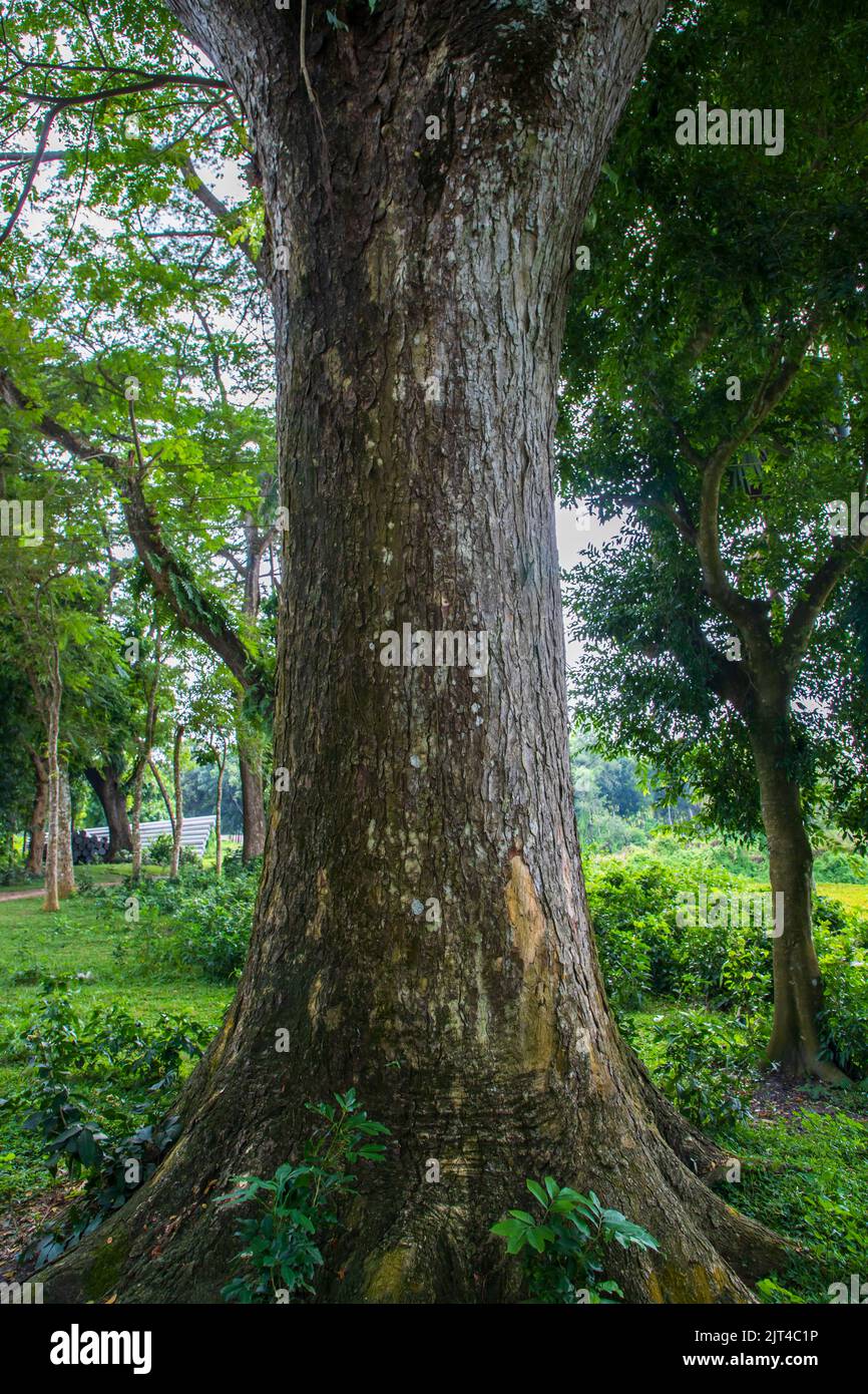 Biggest tree hi-res stock photography and images - Alamy