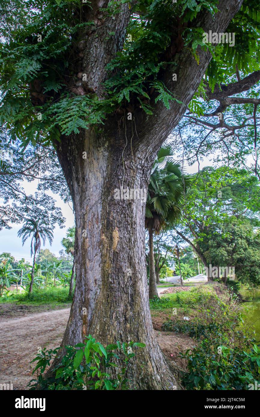 the biggest tree in the forest with a greenery view Stock Photo - Alamy