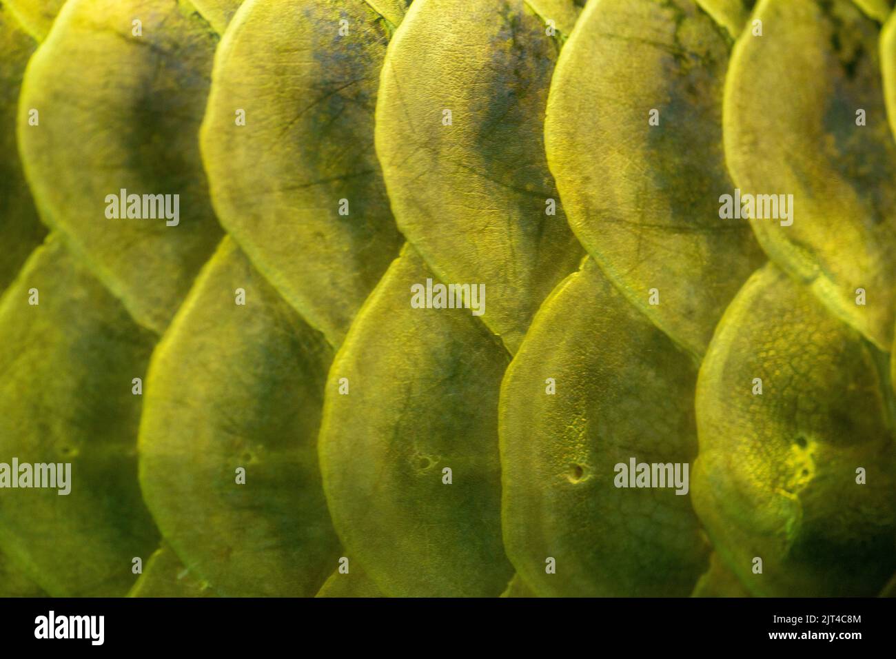 Arowanas struggling in the lake represent luck to those who have them ...