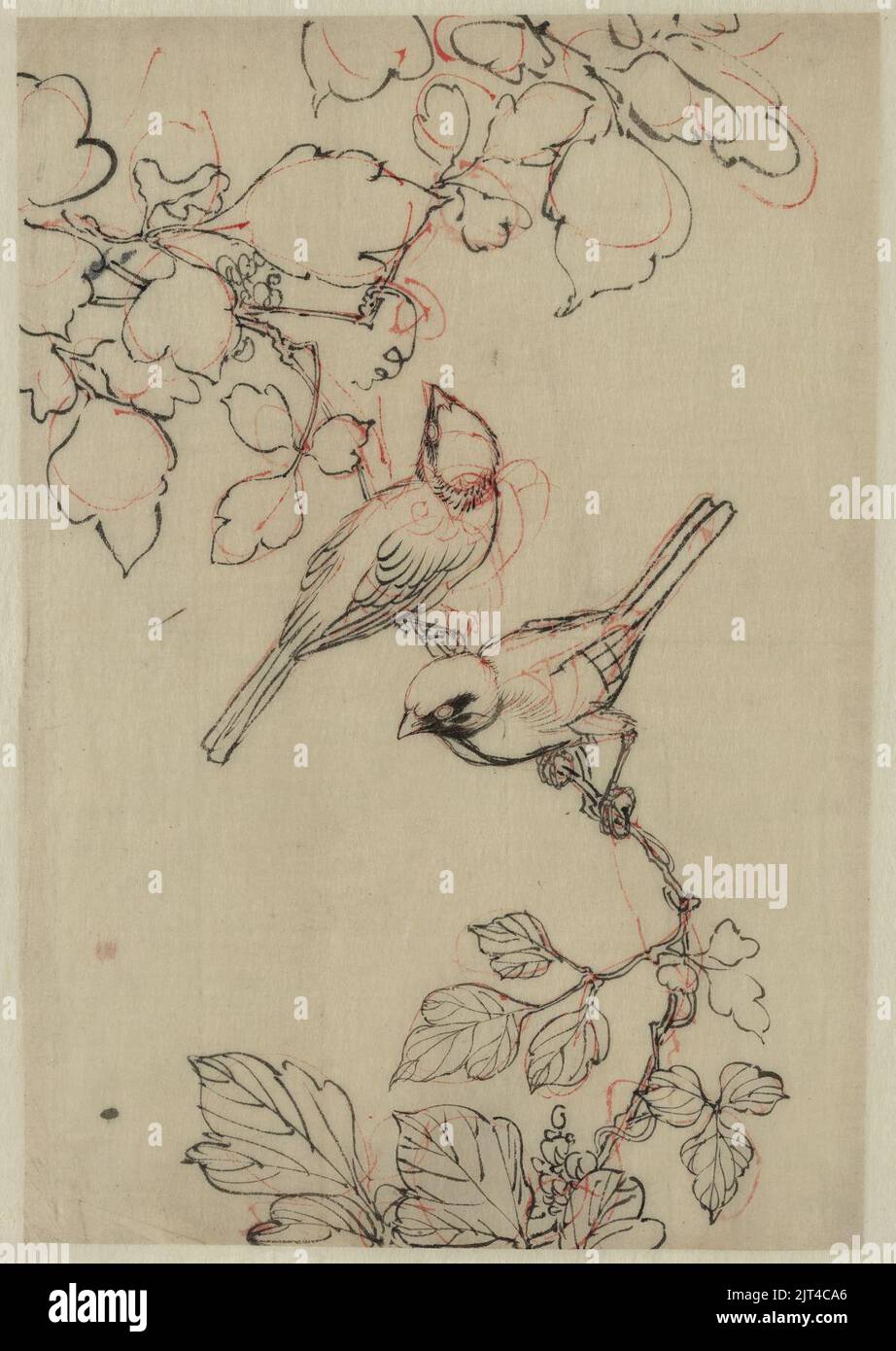 Two birds perched on grapevines Stock Photo - Alamy