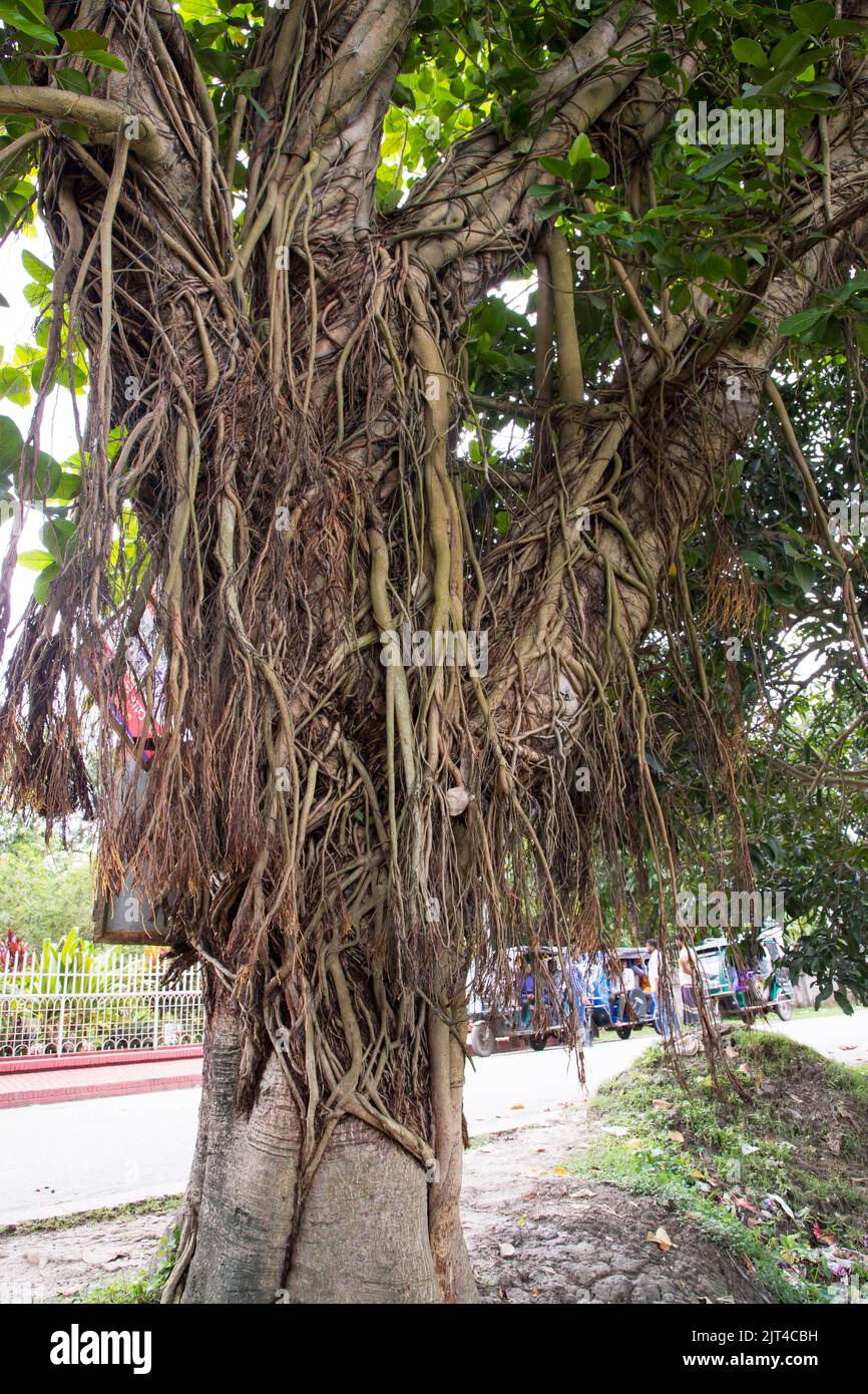 Big Bot or Banyan Tree with Branch root Stock Photo - Alamy