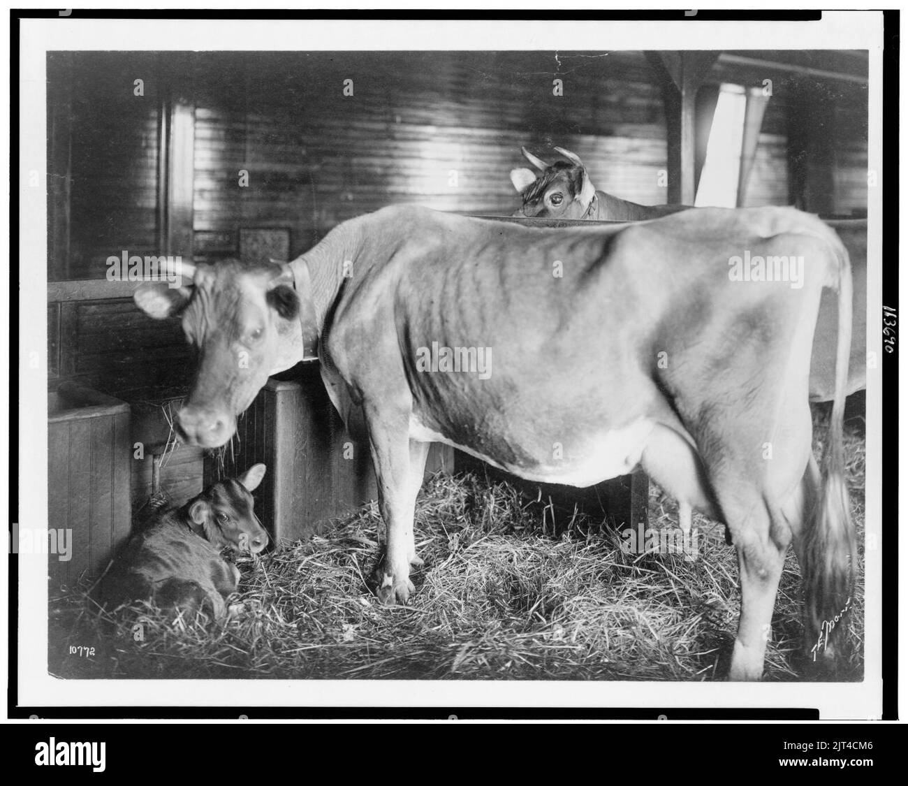 Two cows and calf in barn) - T.E. Marr Stock Photo - Alamy