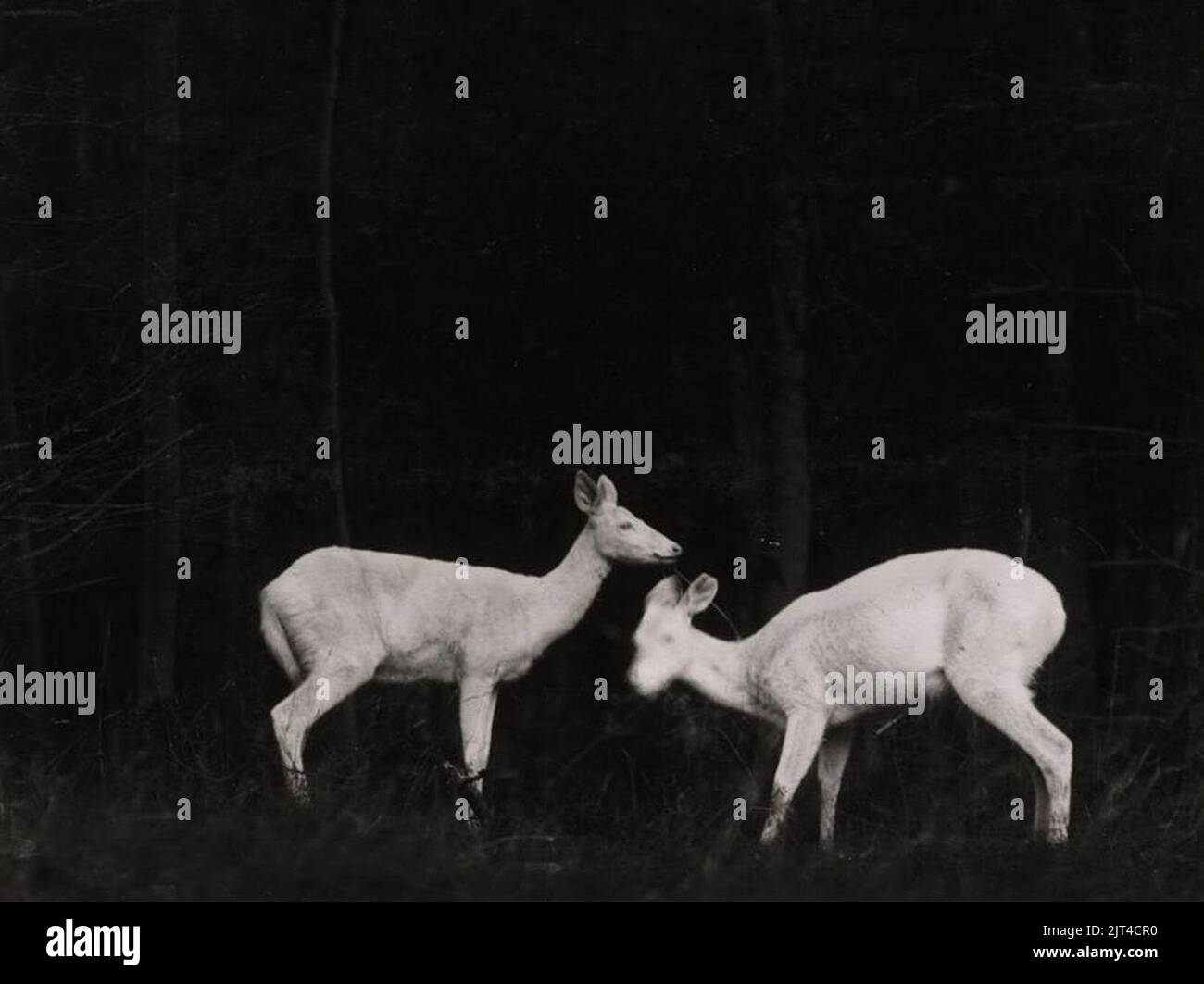 Deer at night woods hi-res stock photography and images - Alamy