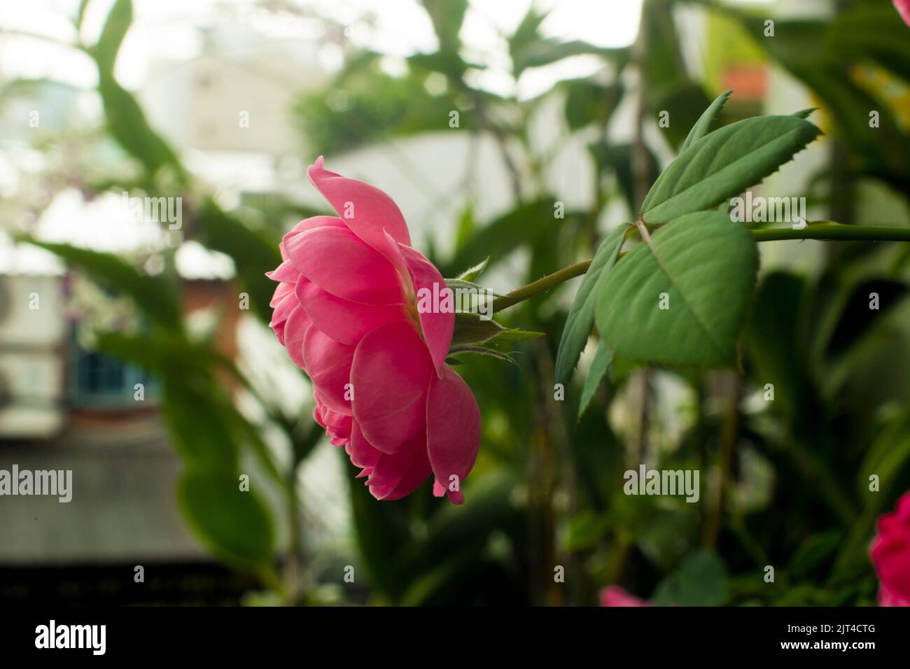 Red roses in tropical climates always make people flutter. a passionate ...