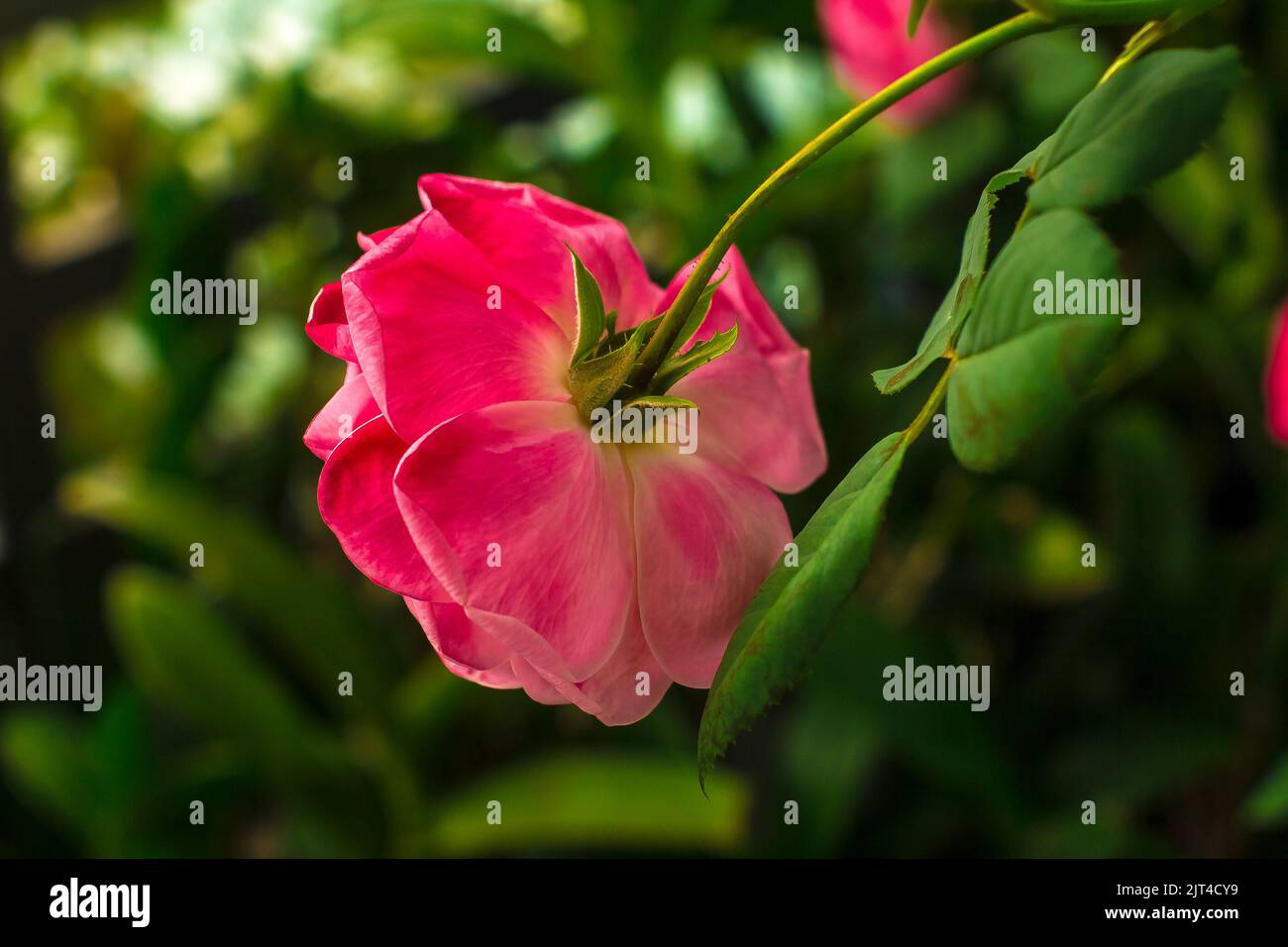 Red roses in tropical climates always make people flutter. a passionate ...