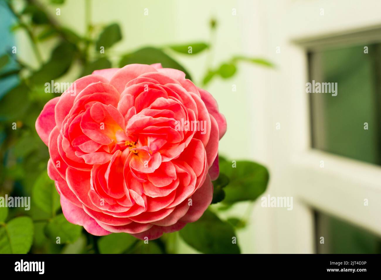 Red roses in tropical climates always make people flutter. a passionate ...