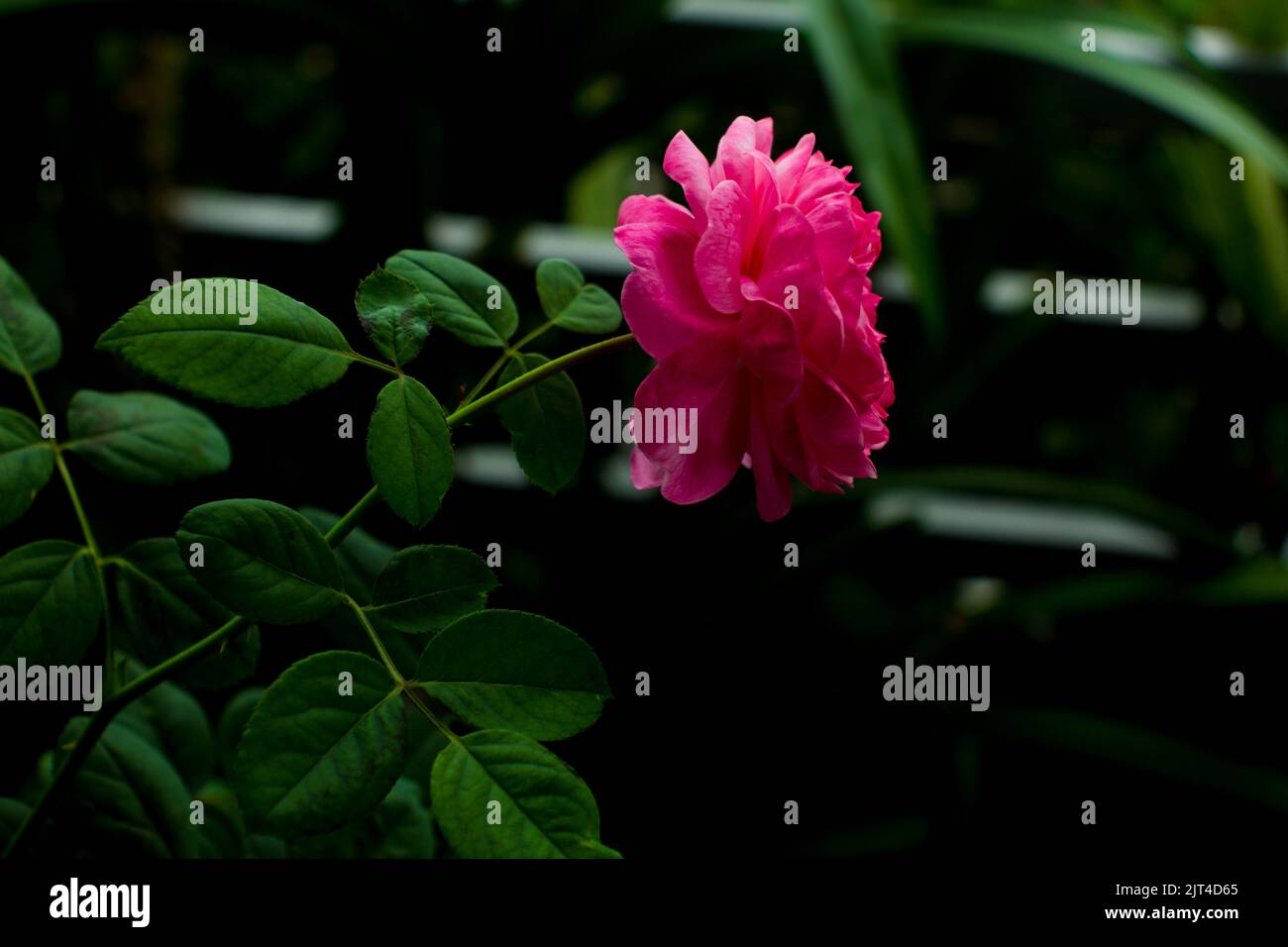 Red roses in tropical climates always make people flutter. a passionate ...