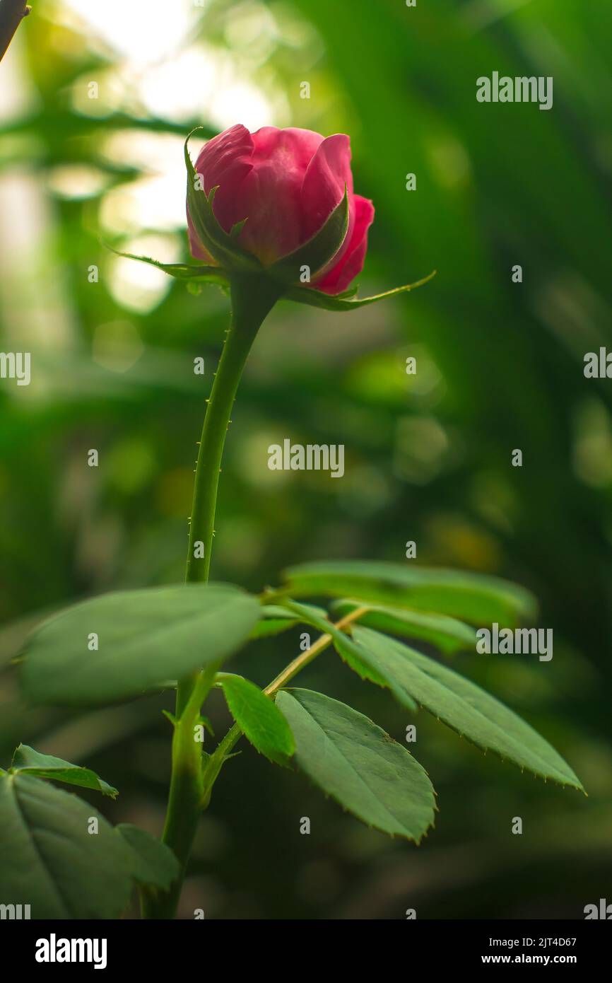 Red roses in tropical climates always make people flutter. a passionate ...