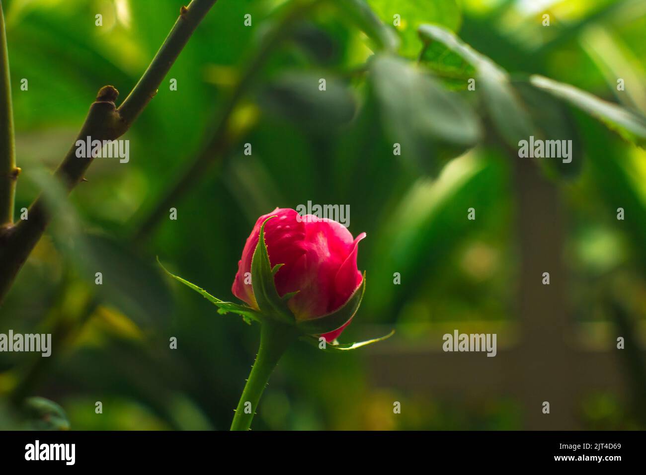 Red roses in tropical climates always make people flutter. a passionate ...