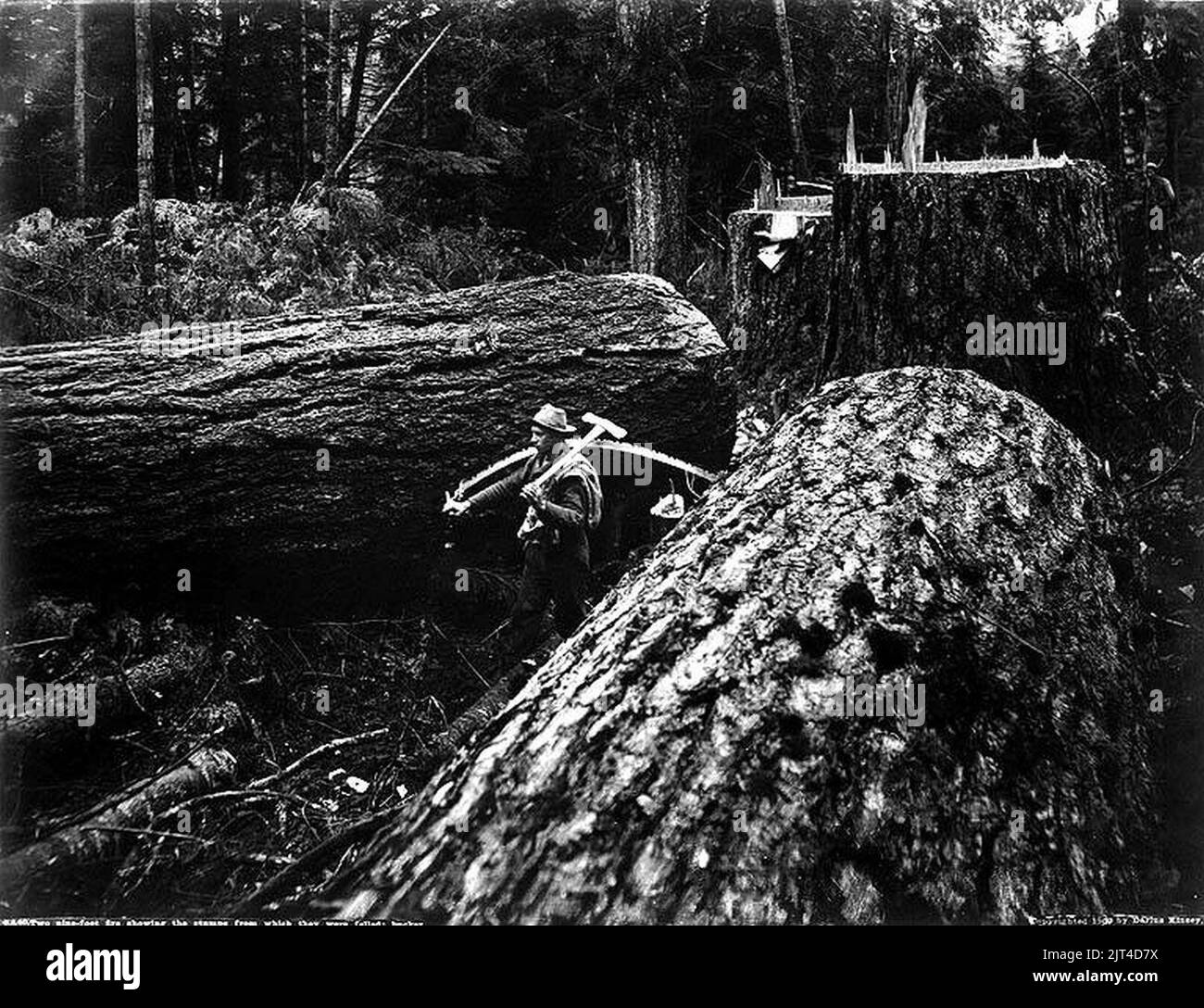 Two firs felled by logger with crosscut saw and felling axe, Washington ...