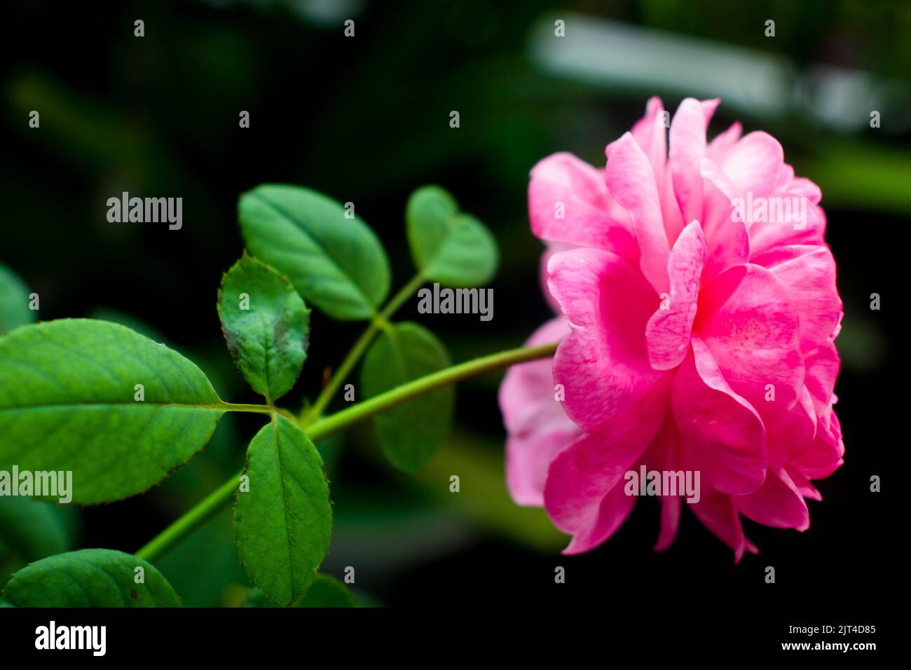 Red roses in tropical climates always make people flutter. a passionate ...