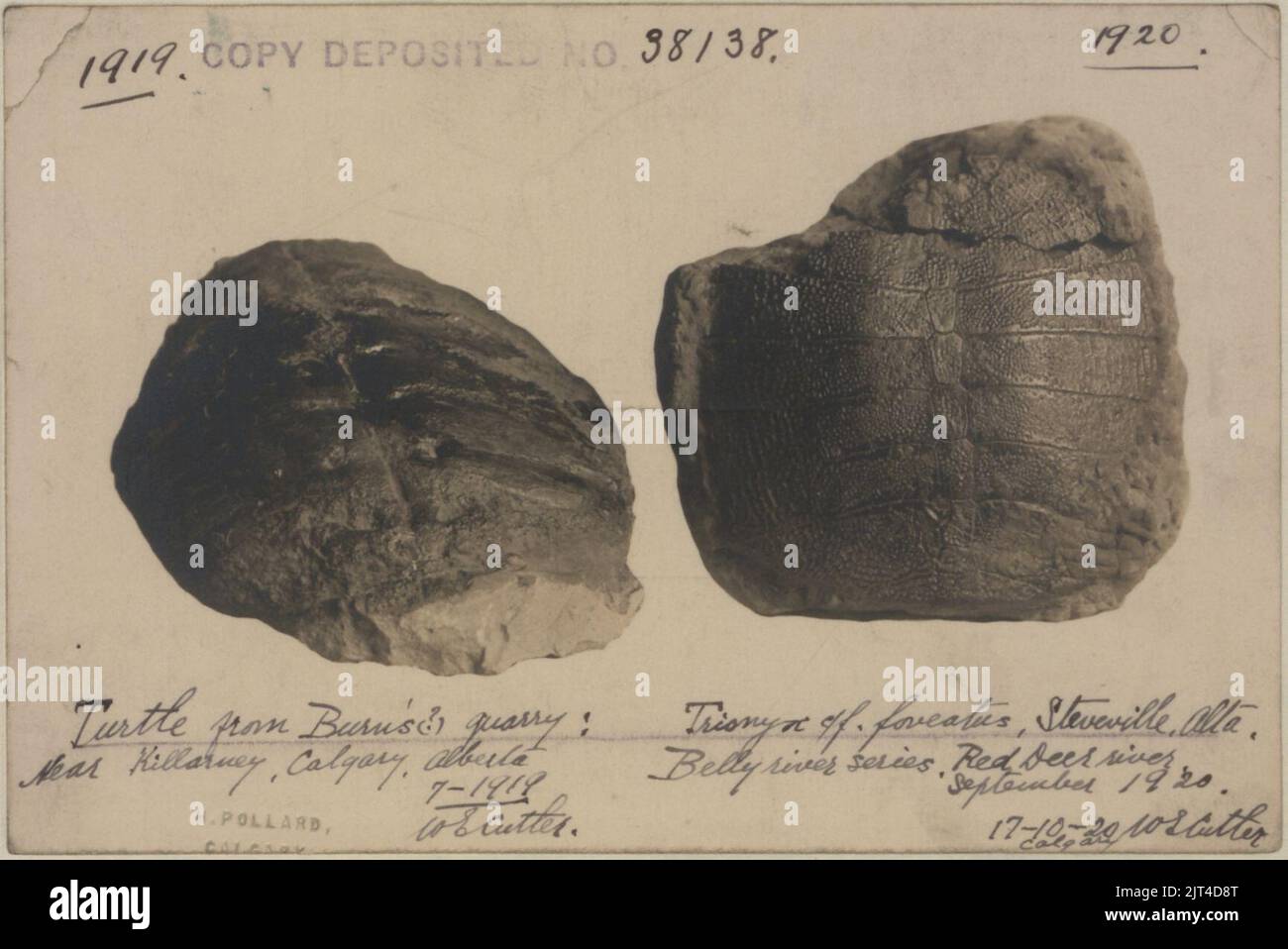 10 turtles hi-res stock photography and images - Alamy