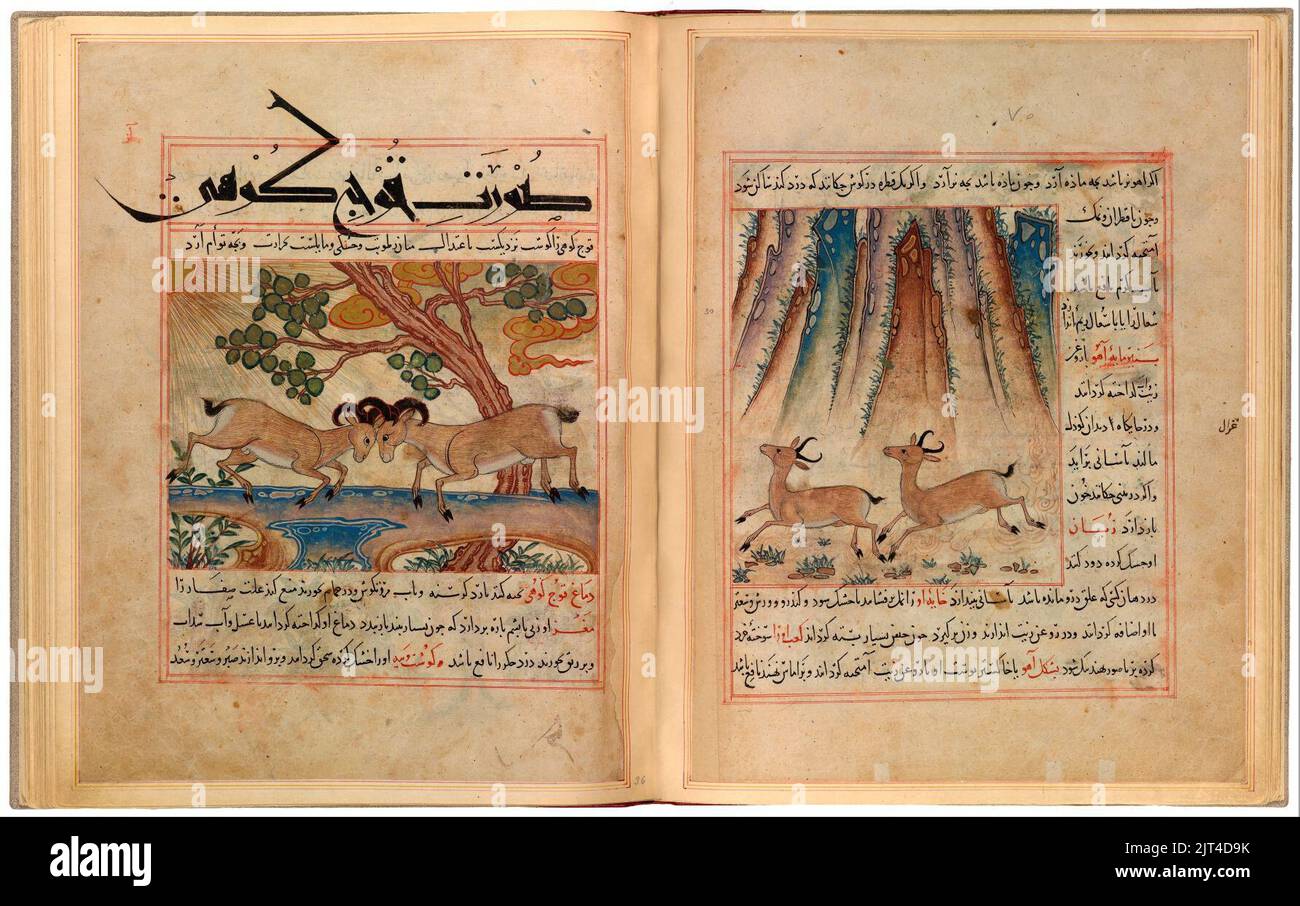 Two Gazelles and Two Mountain Rams Stock Photo - Alamy