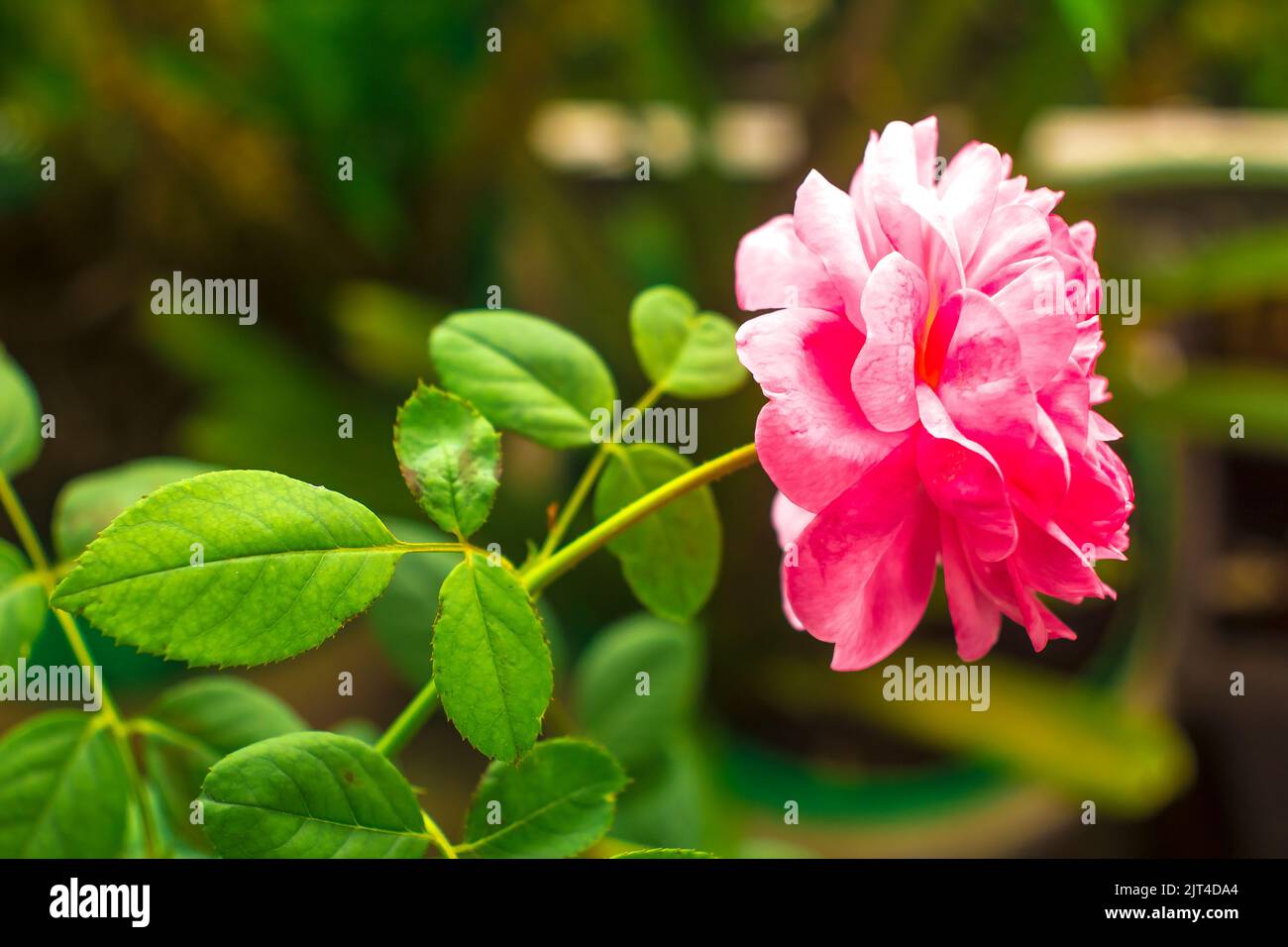 Red roses in tropical climates always make people flutter. a passionate ...