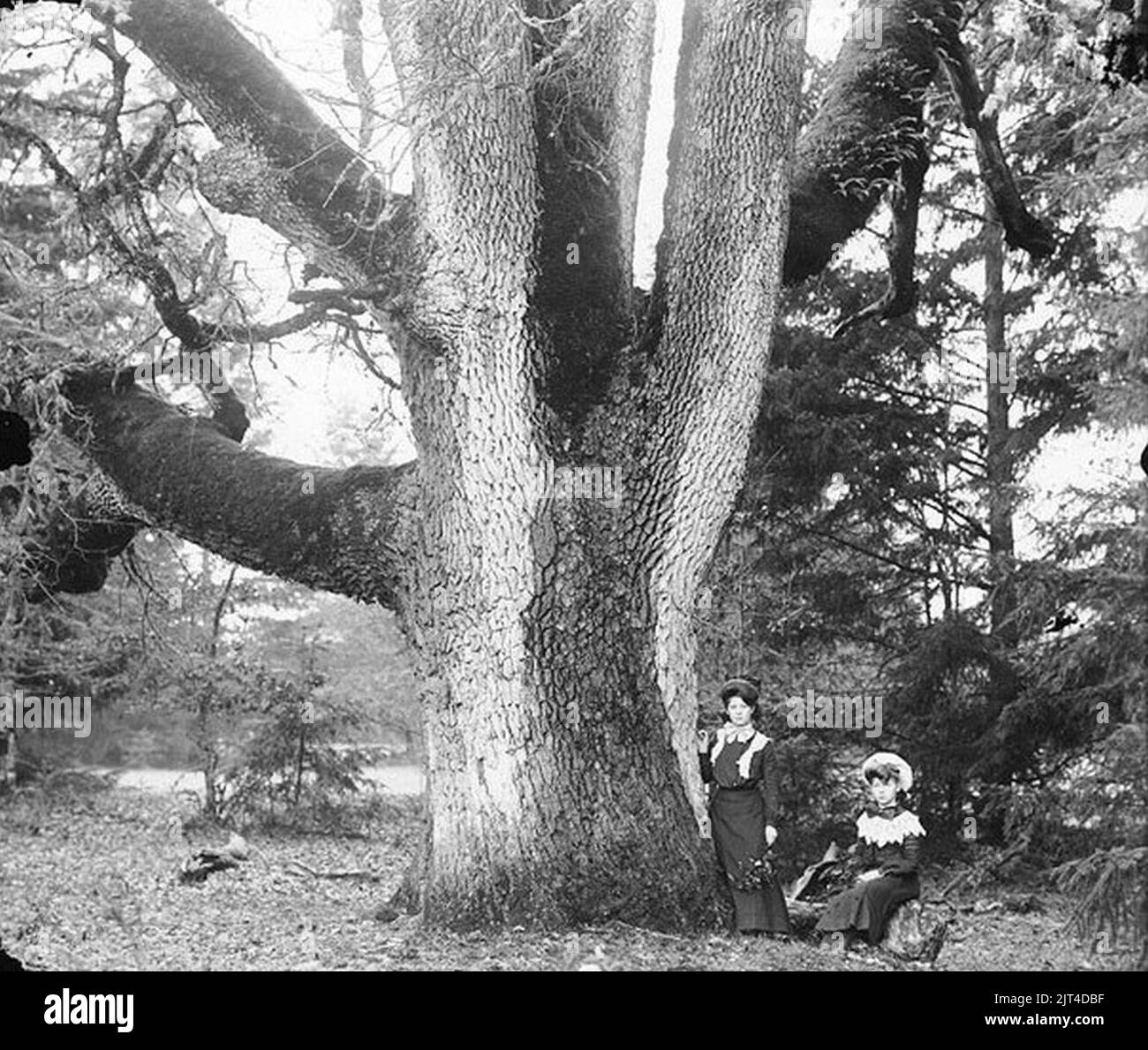 Two girls standing under large oak tree, Parkland, Washington, ca 1905 ...
