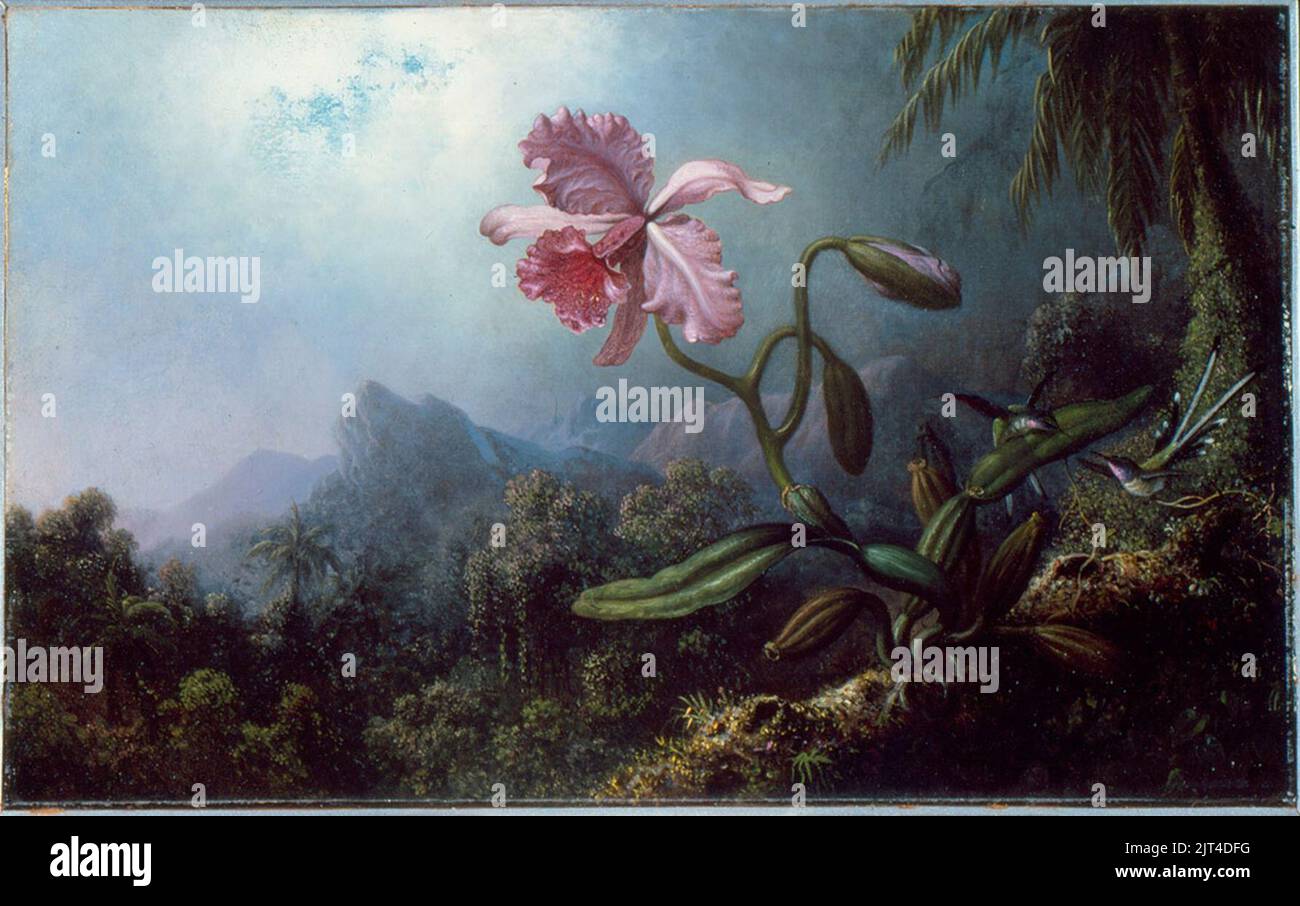 Two Hummingbirds with an Orchid by Martin Johnson Heade, 1875 Stock ...