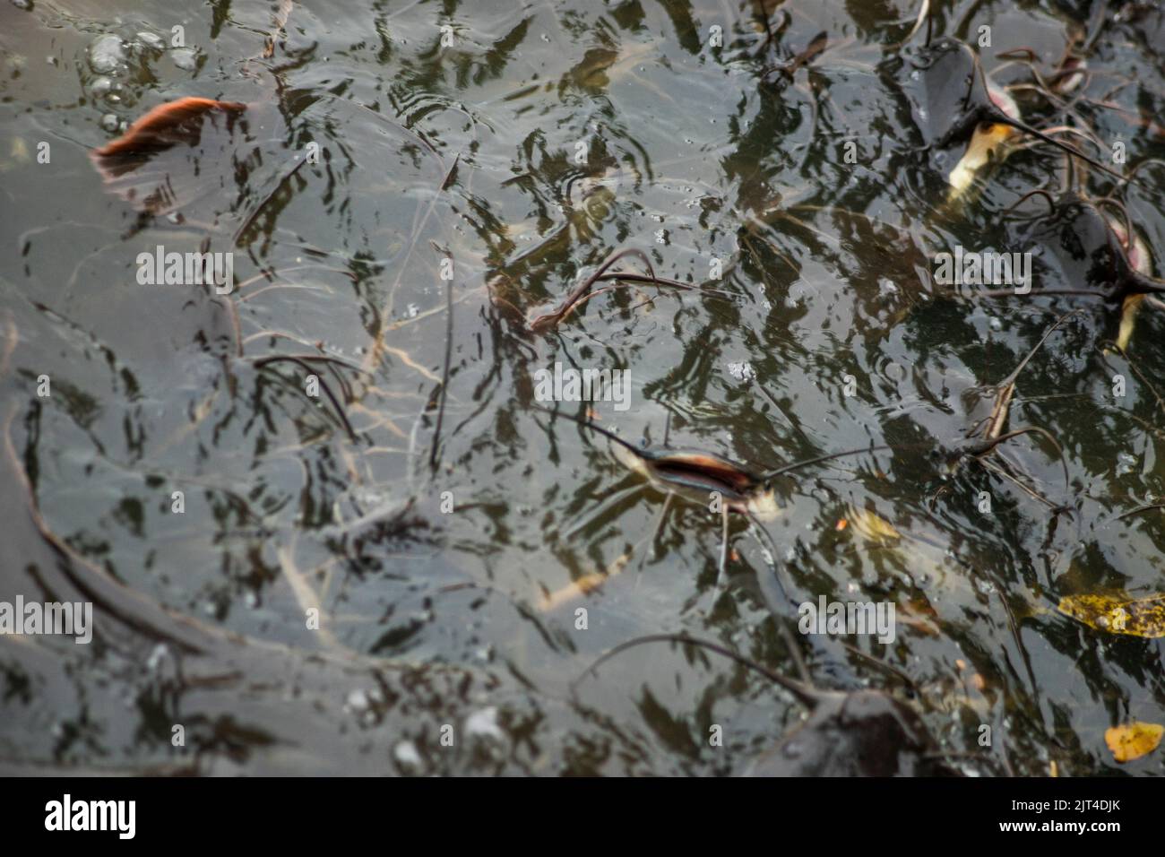 Catfish grow in abundance causing economic losses. big catfish fed by ...