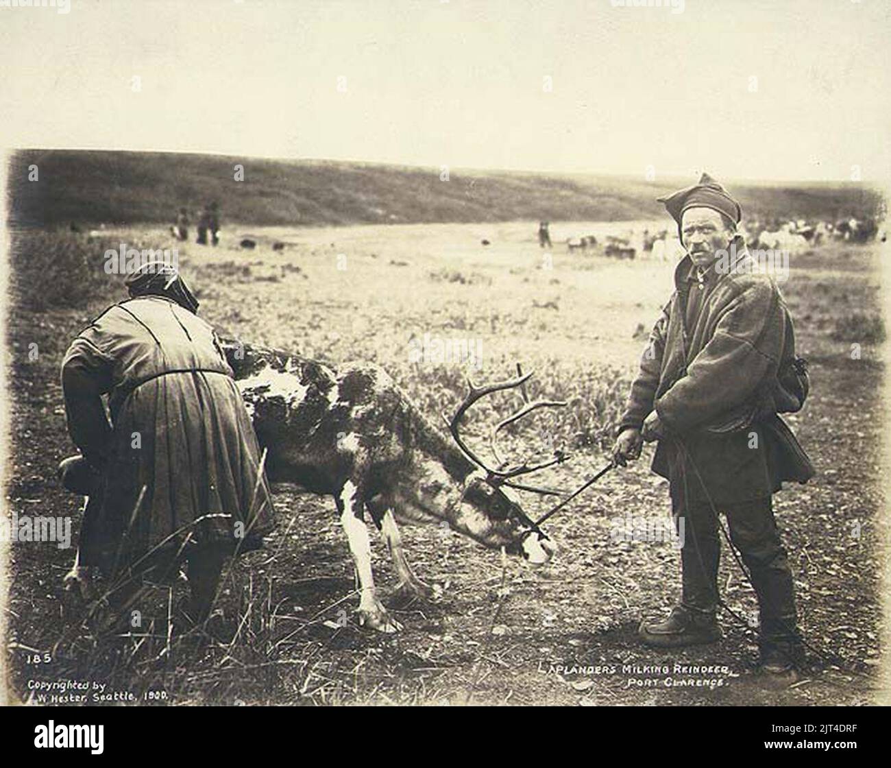 Two Laplanders wearing traditional dress milking reindeer, Port ...