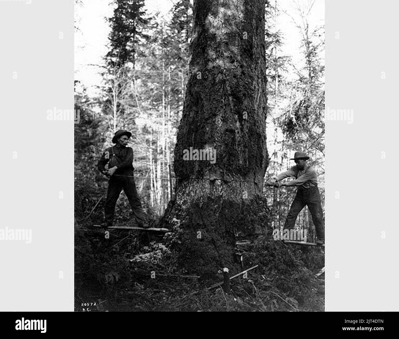 Two loggers on springboards undercutting a tree with a crosscut saw ...