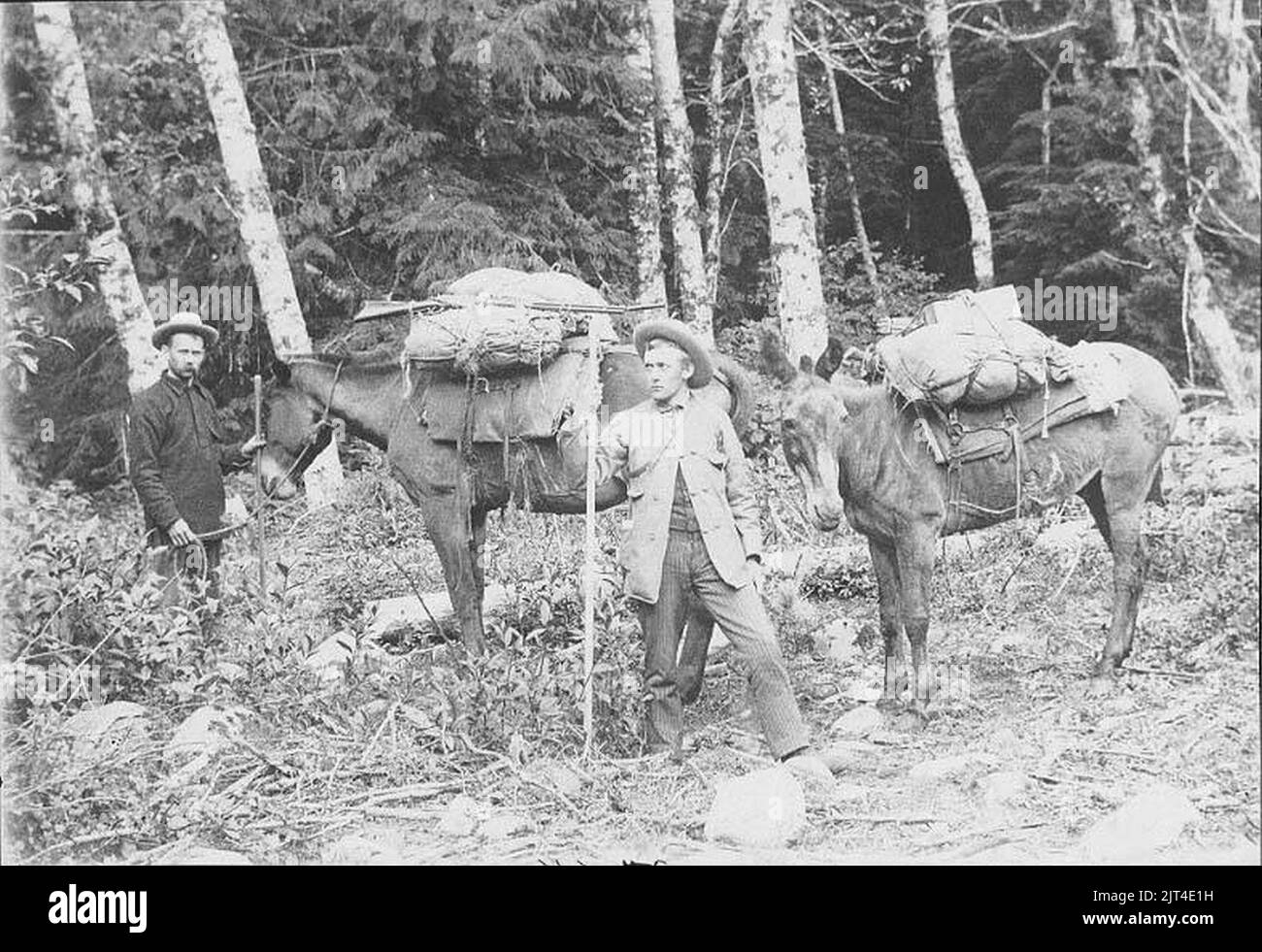 Two men pack mules hi-res stock photography and images - Alamy