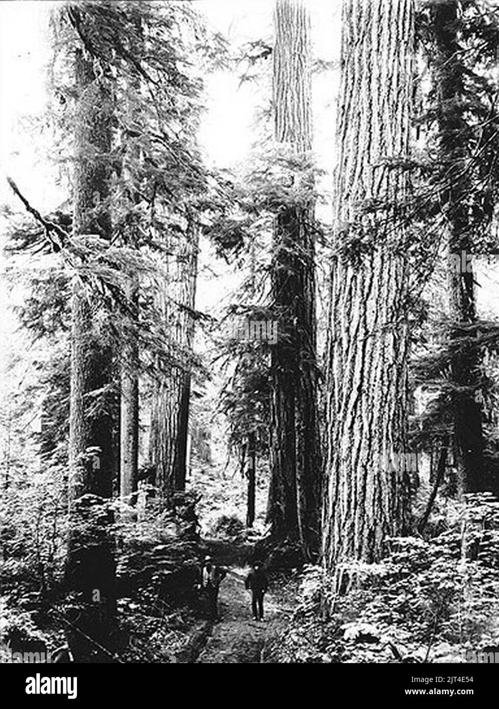 Two men on dirt road in forested area with old growth timber, probably ...