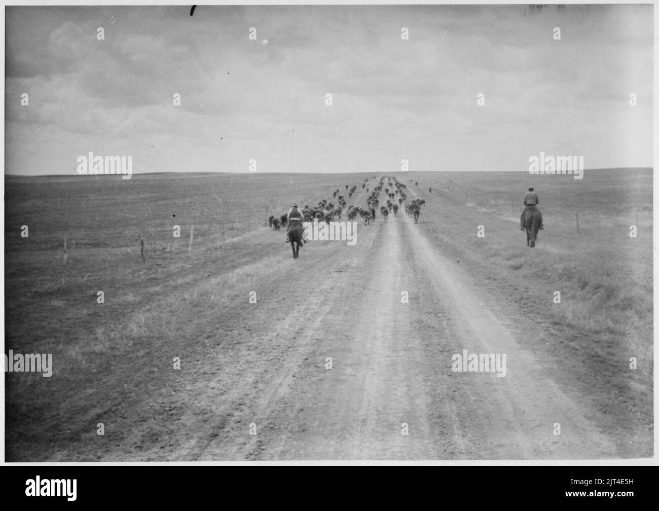 Two men on horseback follow the herd down the road Stock Photo - Alamy