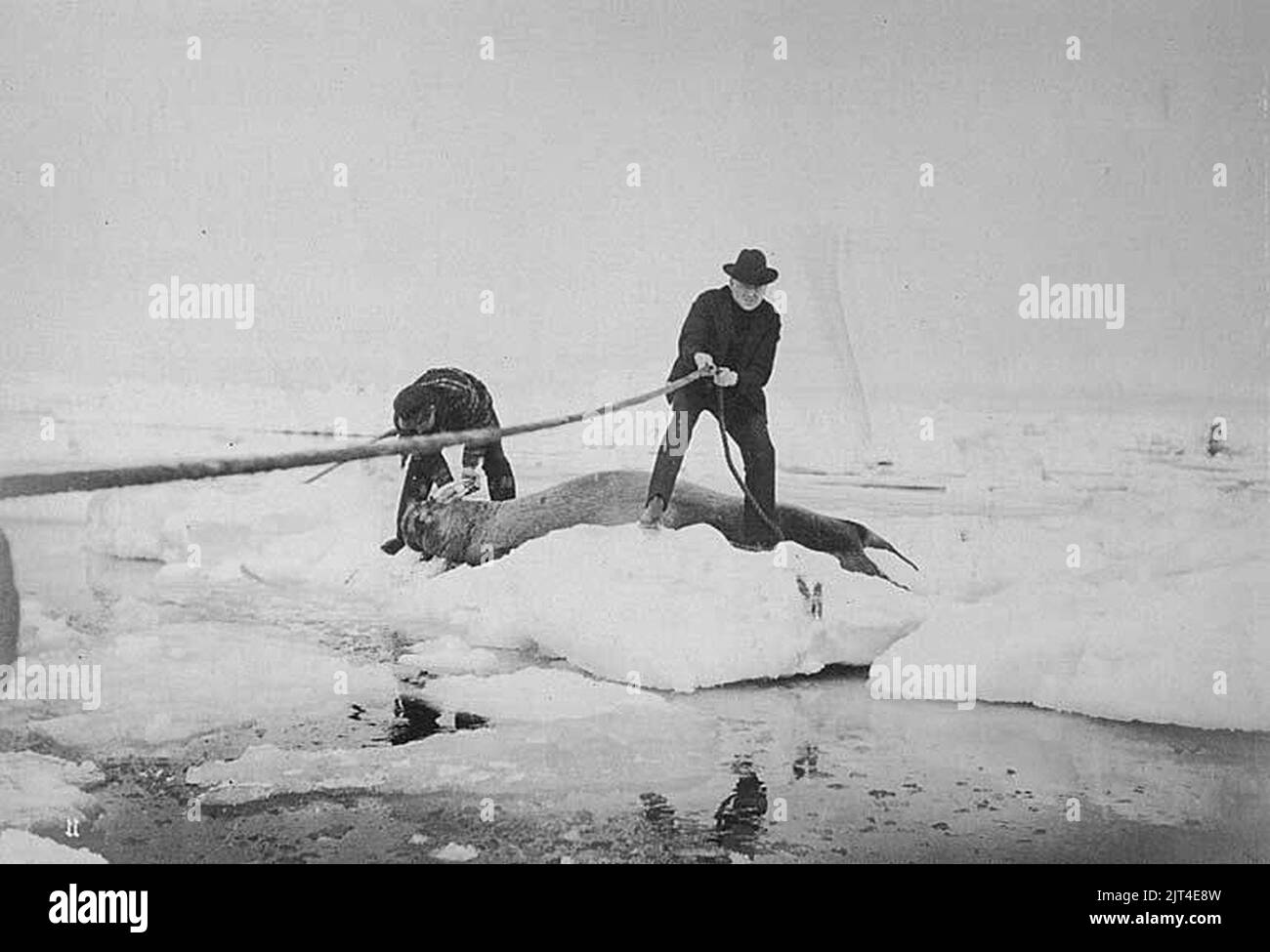 Two men standing on an ice floe with a dead walrus, Alaska, circa 1906 ...