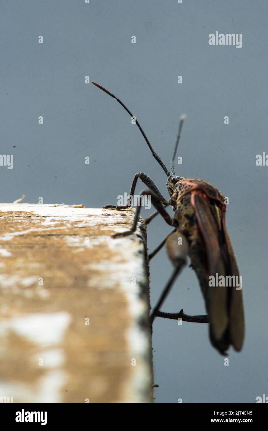 the beetle is black and gives off a terrible stench, causing fear to ...