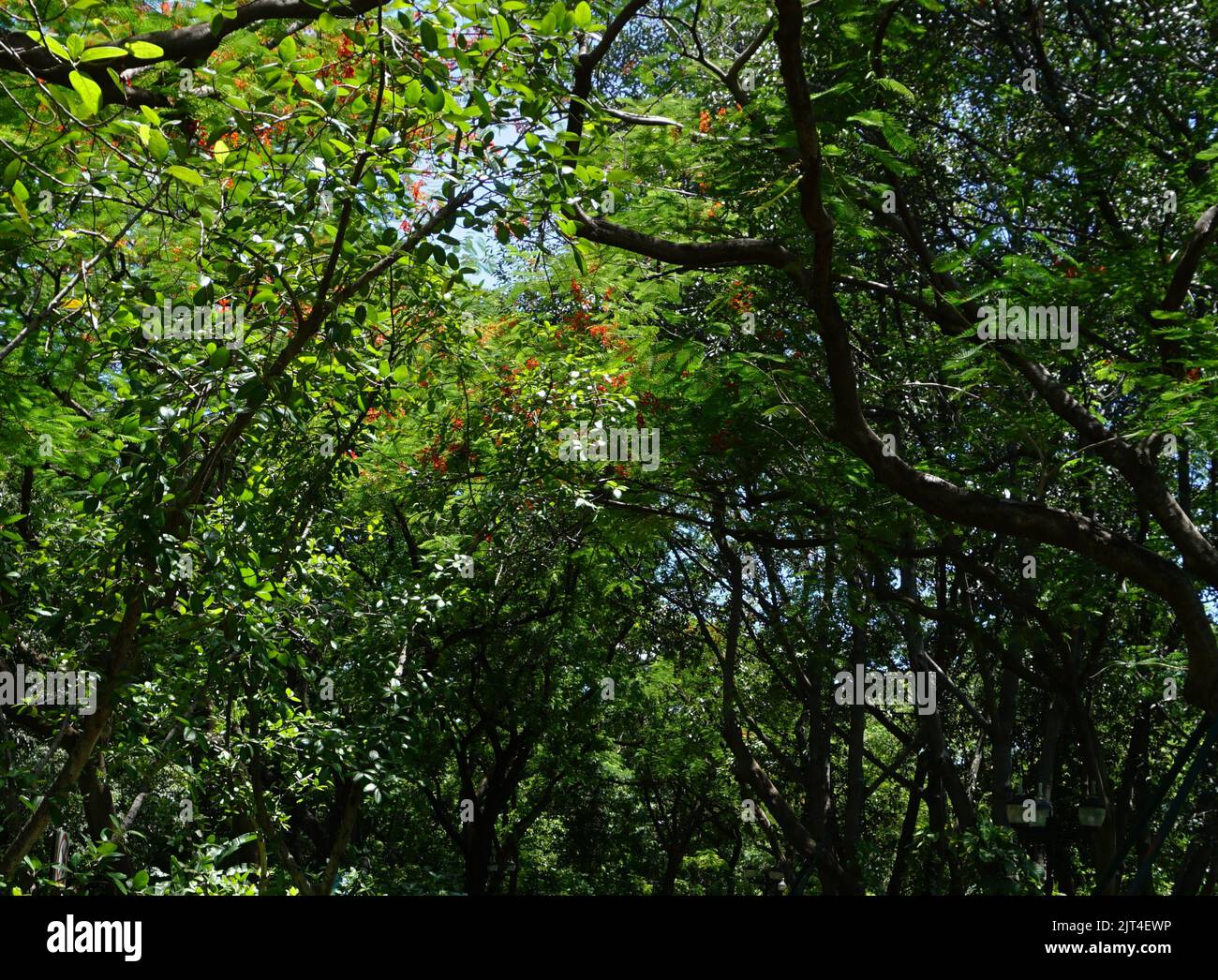 Foreign forest hi-res stock photography and images - Alamy
