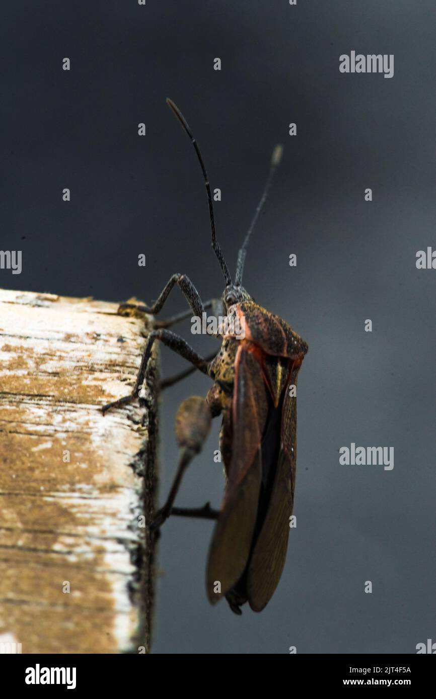 the beetle is black and gives off a terrible stench, causing fear to ...