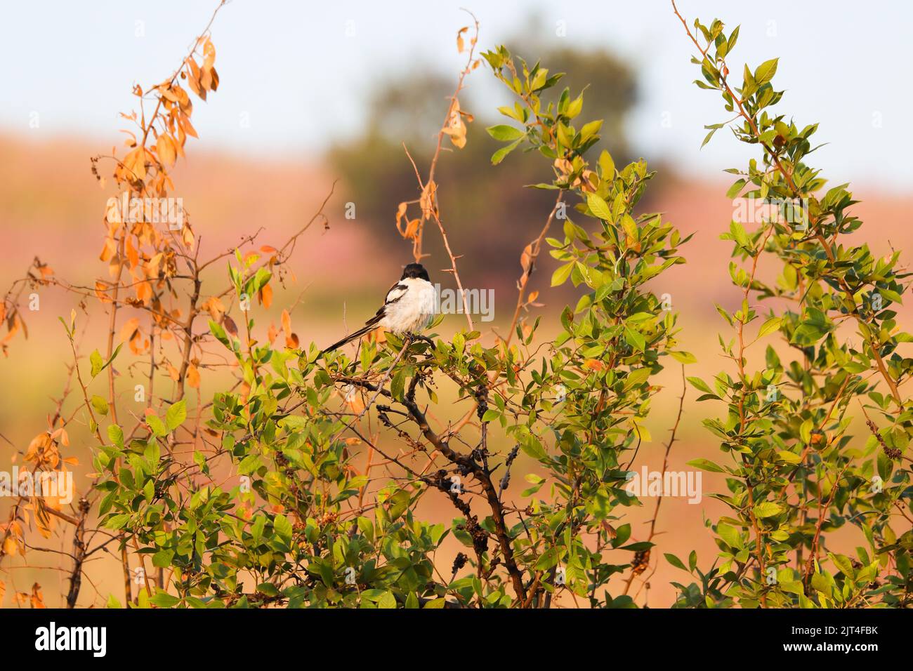 Fiscal Shrike On Brush Tree Branch (Lanius collaris Stock Photo - Alamy