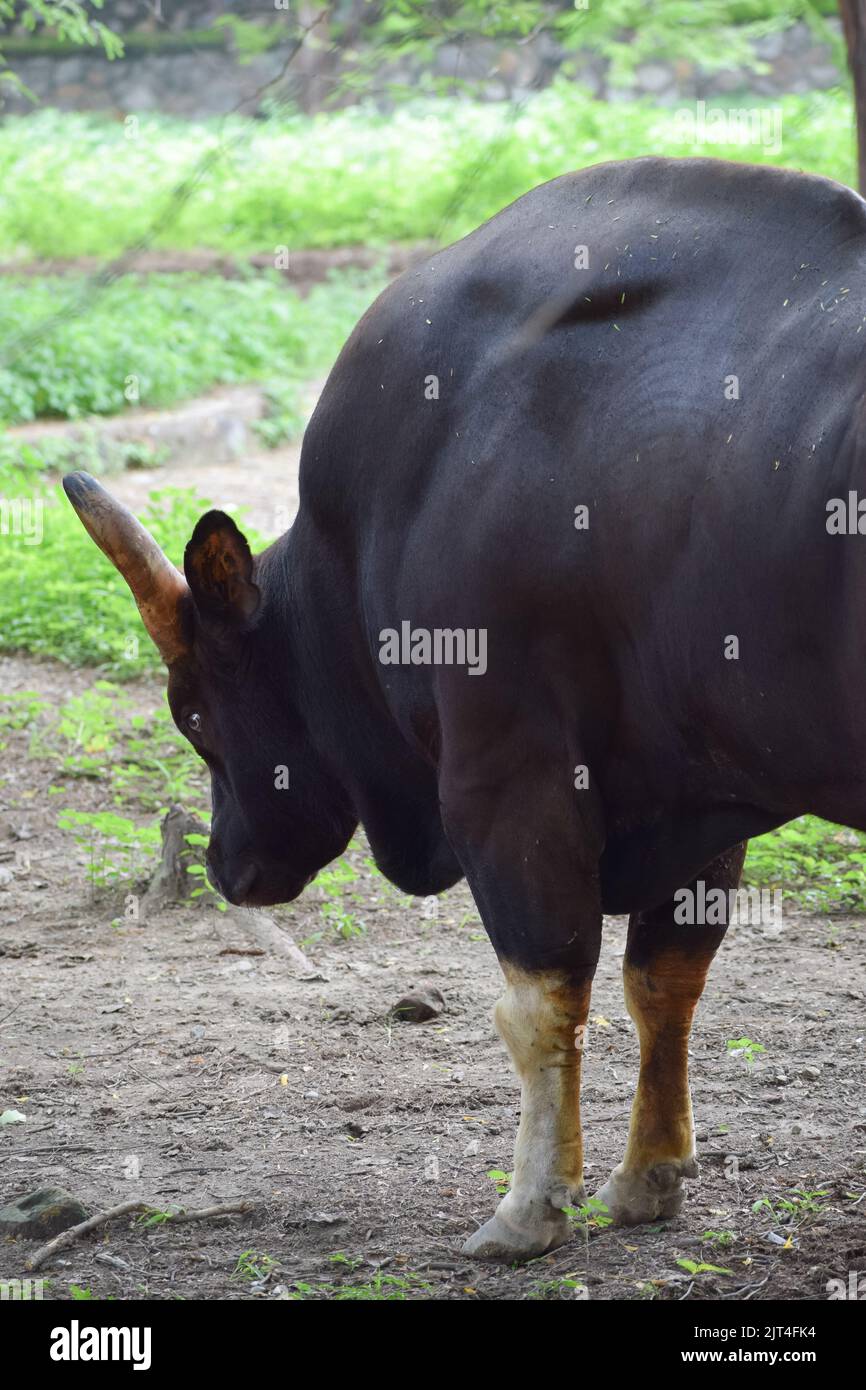 Rear view of Indian Gaur Stock Photo - Alamy