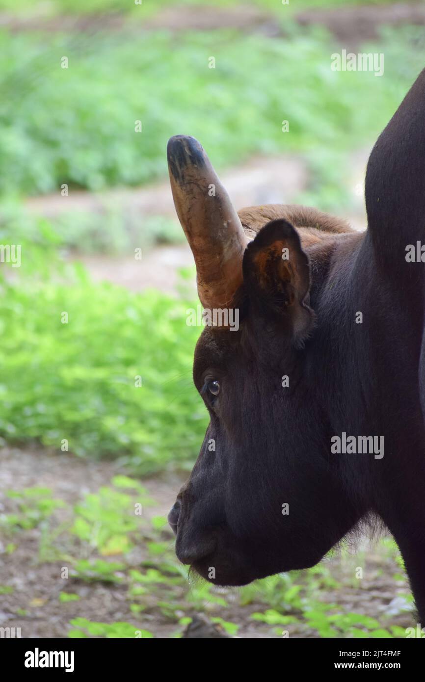 Southeast asian gaurs hi-res stock photography and images - Alamy