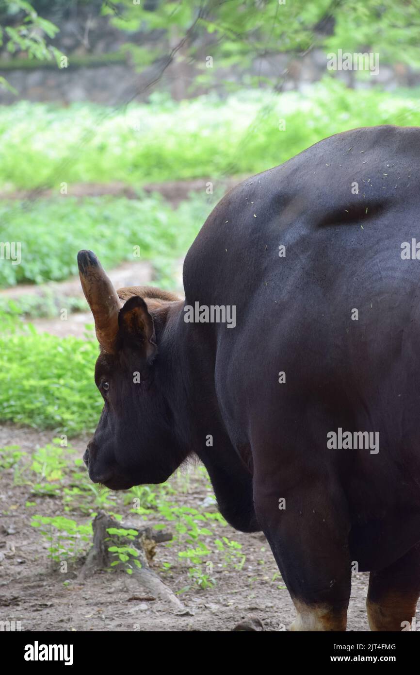 Indian goar hi-res stock photography and images - Alamy