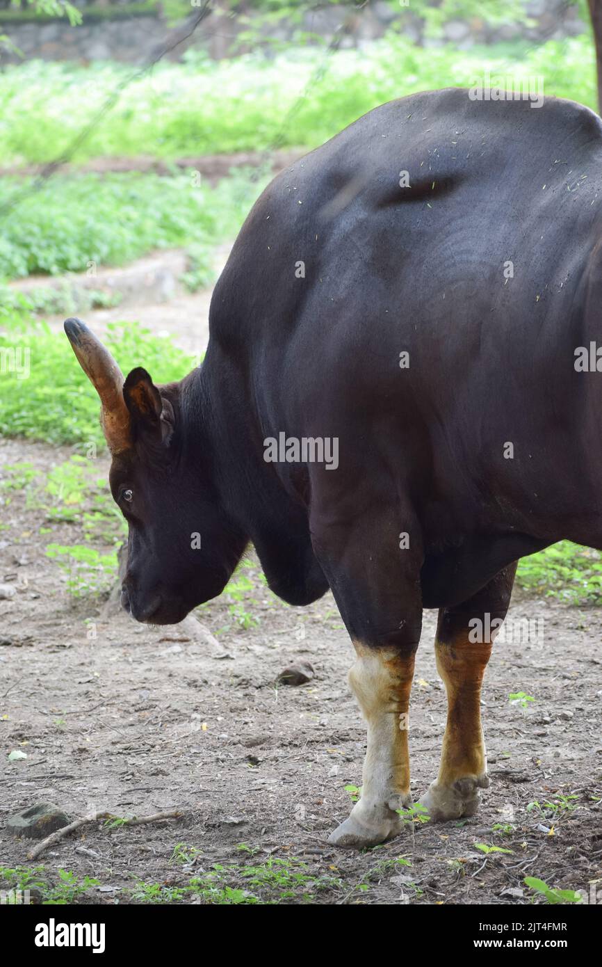 Indian goar hi-res stock photography and images - Alamy