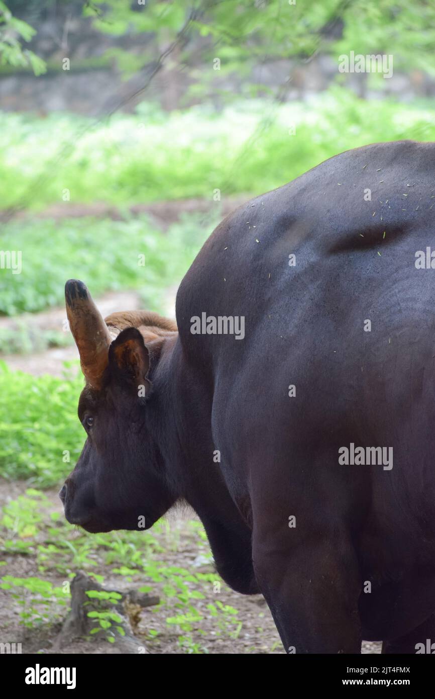 Rear view of Indian Gaur Stock Photo - Alamy