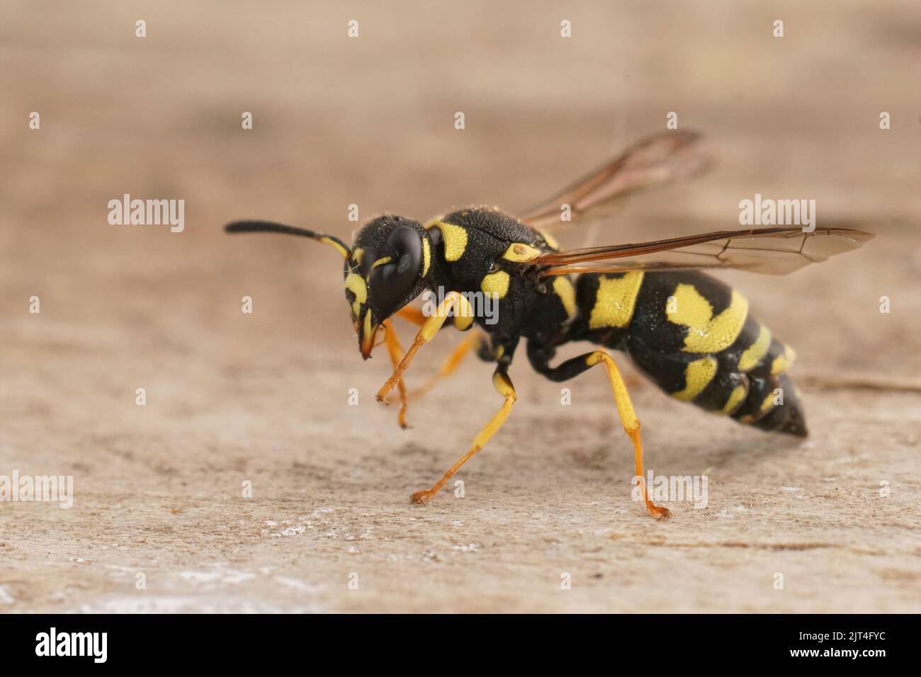 Parodontodynerus ephippium hi-res stock photography and images - Alamy