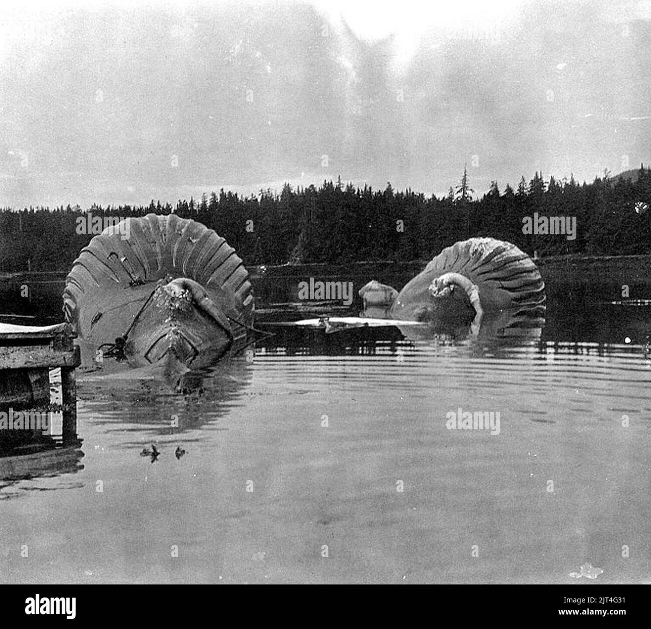 Two whales at the moorings of the Tyee Co whaling station, Tyee, Alaska ...