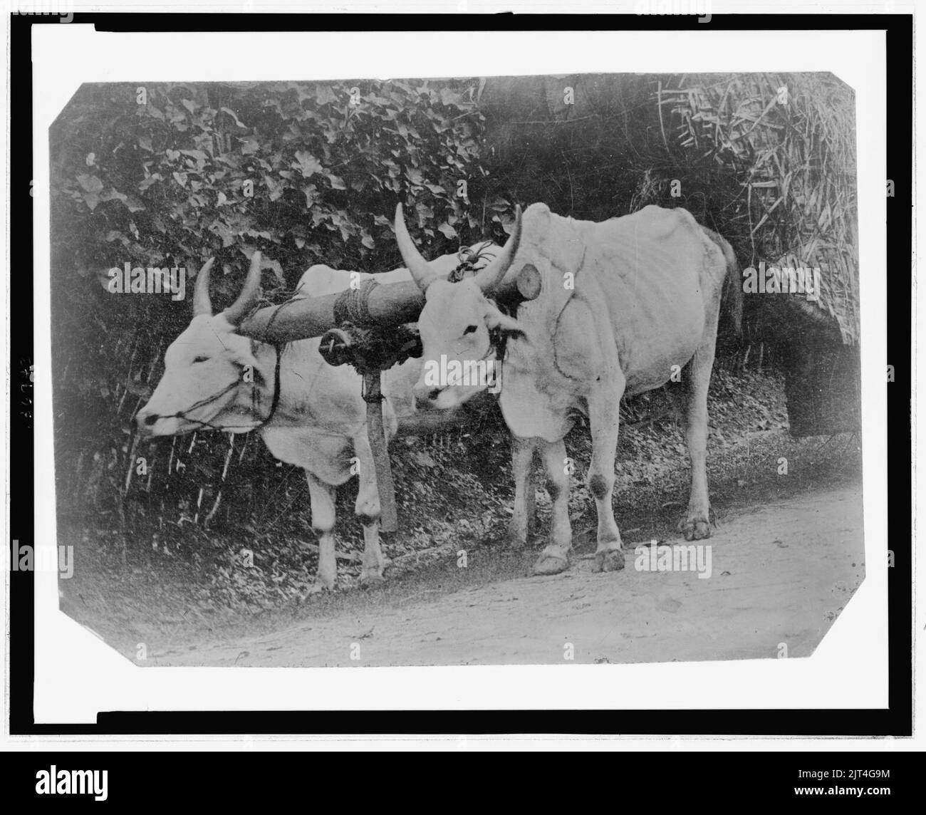 Two yoked oxen Stock Photo - Alamy