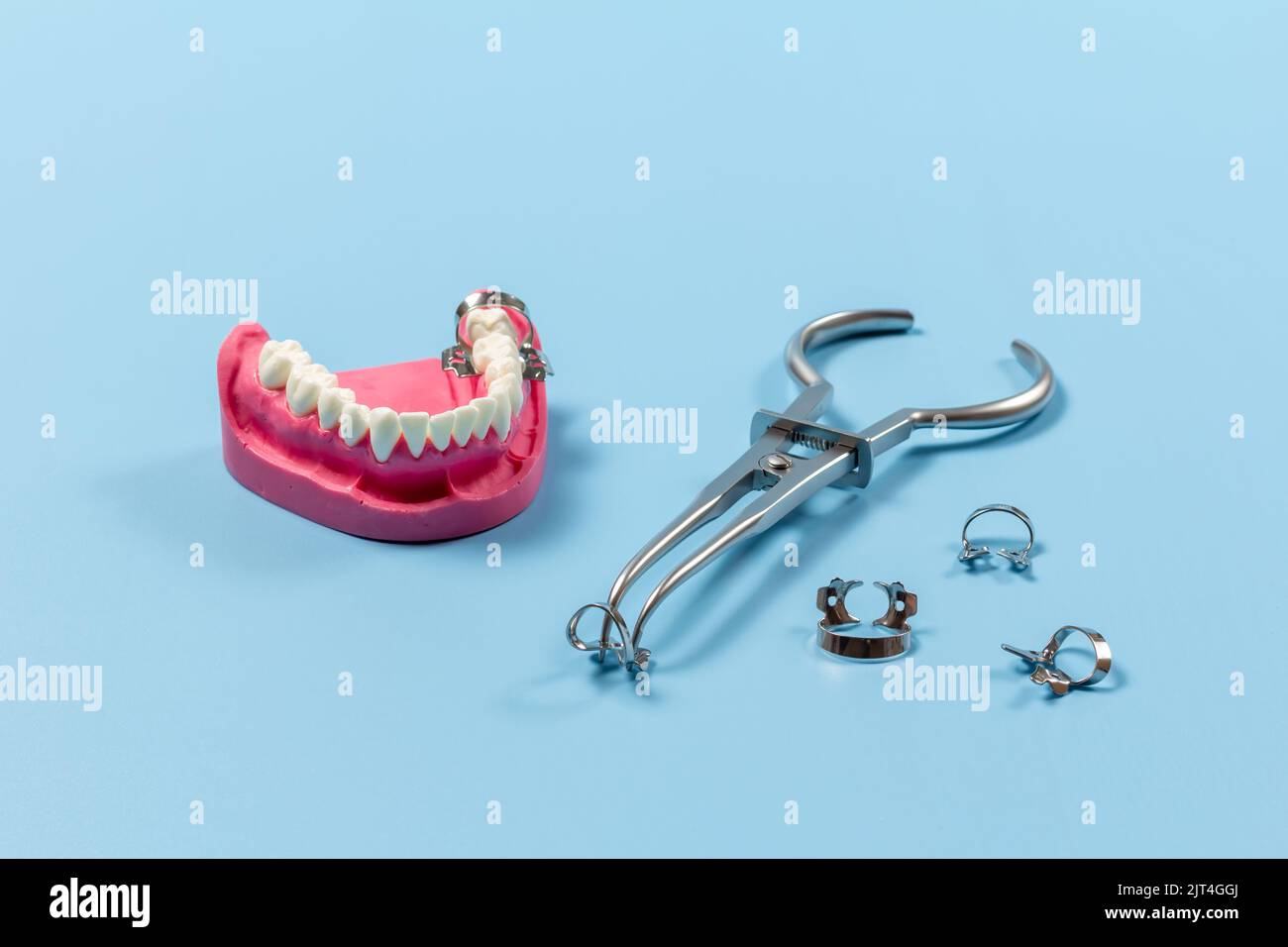 Layout of a human jaw with the rubber dam forceps and the clamps on the ...