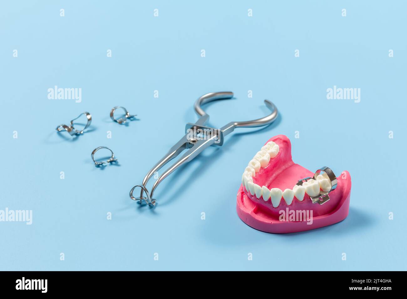 Layout of a human jaw with the rubber dam forceps and the clamps on the ...