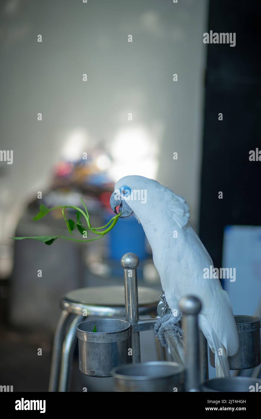 parrots of all colors are rare and extinct birds all over the world ...