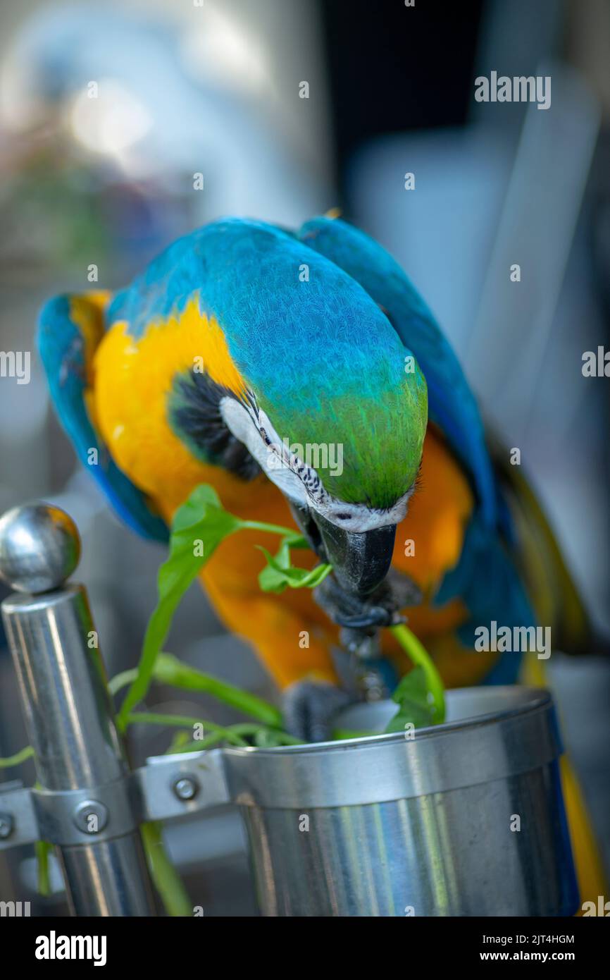 parrots of all colors are rare and extinct birds all over the world ...