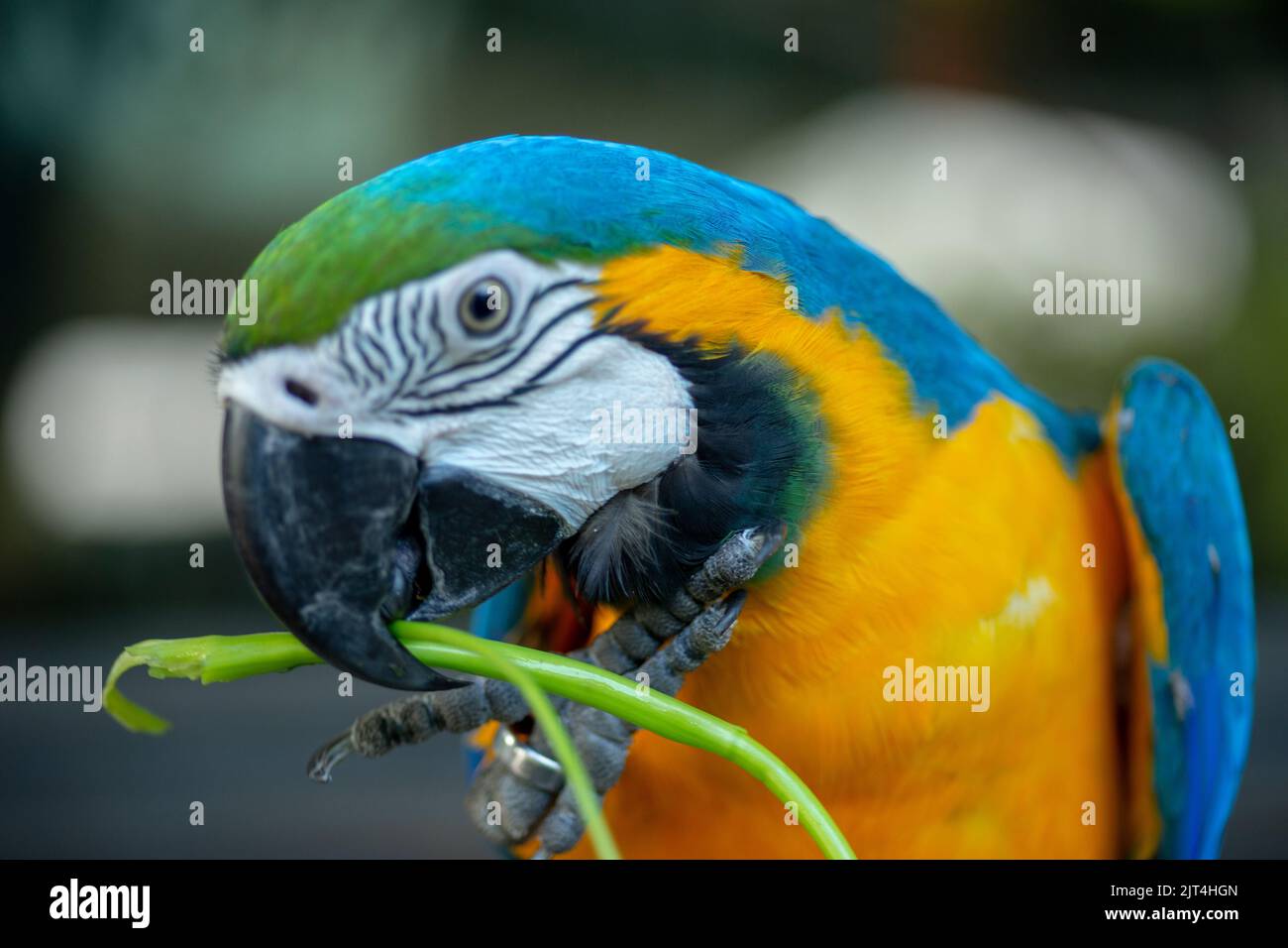 parrots of all colors are rare and extinct birds all over the world ...