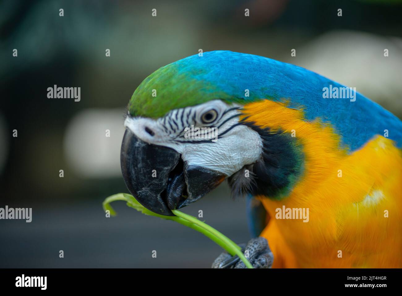 parrots of all colors are rare and extinct birds all over the world ...