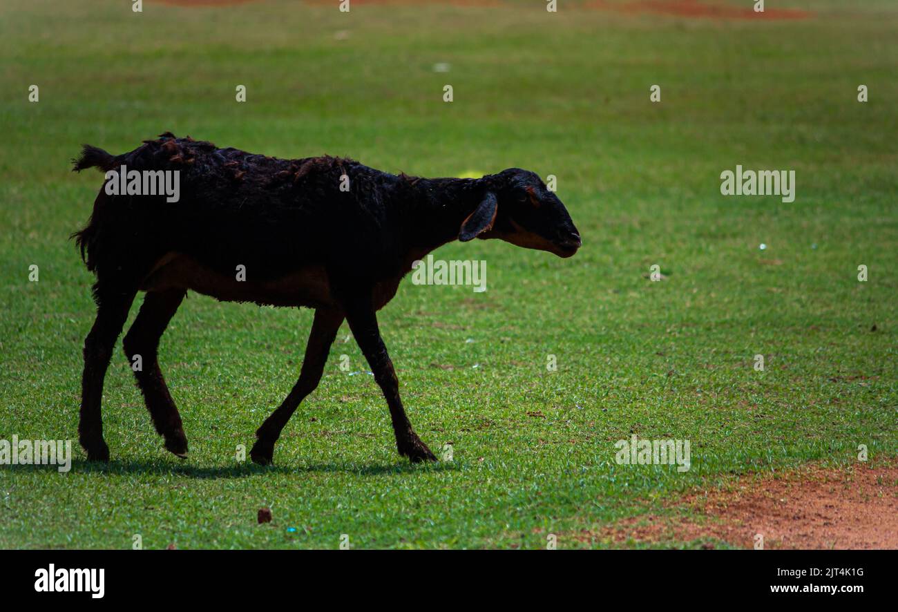 A goat grazing over a green field. Black brown goat walking along a ...